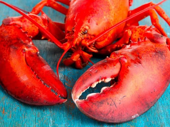 Homards - Homard des Îles