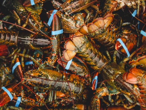 Homard des Îles - De la mer à votre assiette