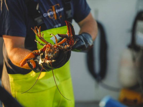 Homard des Îles - De la mer à votre assiette