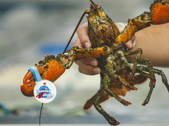 Homard des Îles - De la mer à votre assiette